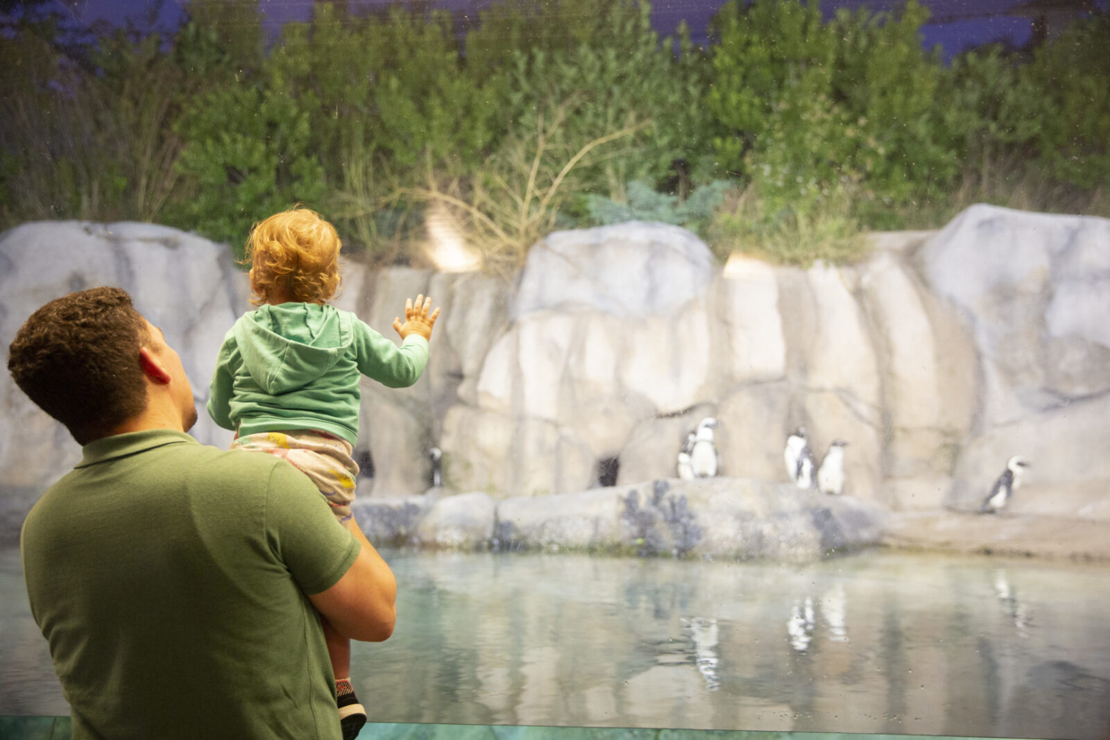 Accessibility Programs | Lincoln Park Zoo