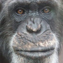 Chimp Crazy: Why Primates Should Not Be Pets | Lincoln Park Zoo