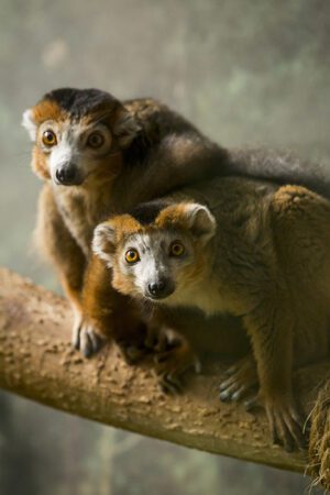 Chimp Crazy: Why Primates Should Not Be Pets | Lincoln Park Zoo