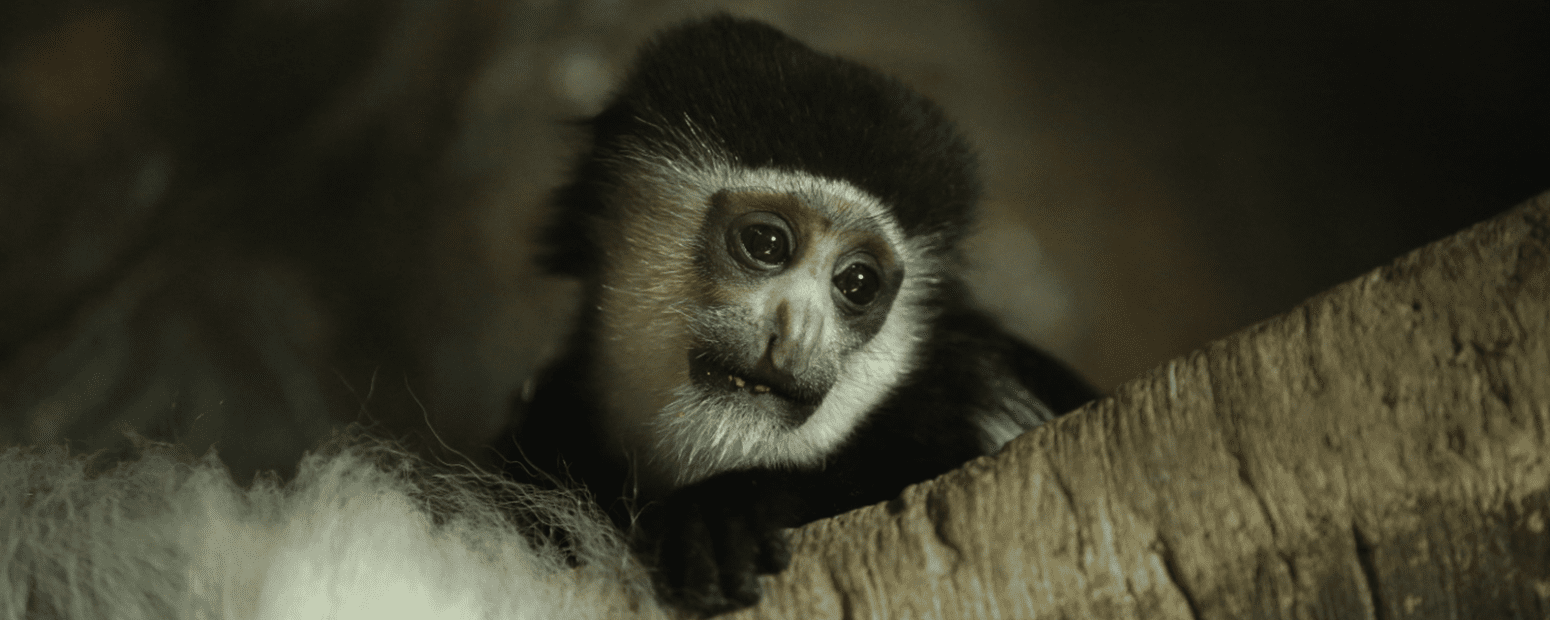 Chimp Crazy: Why Primates Should Not Be Pets | Lincoln Park Zoo