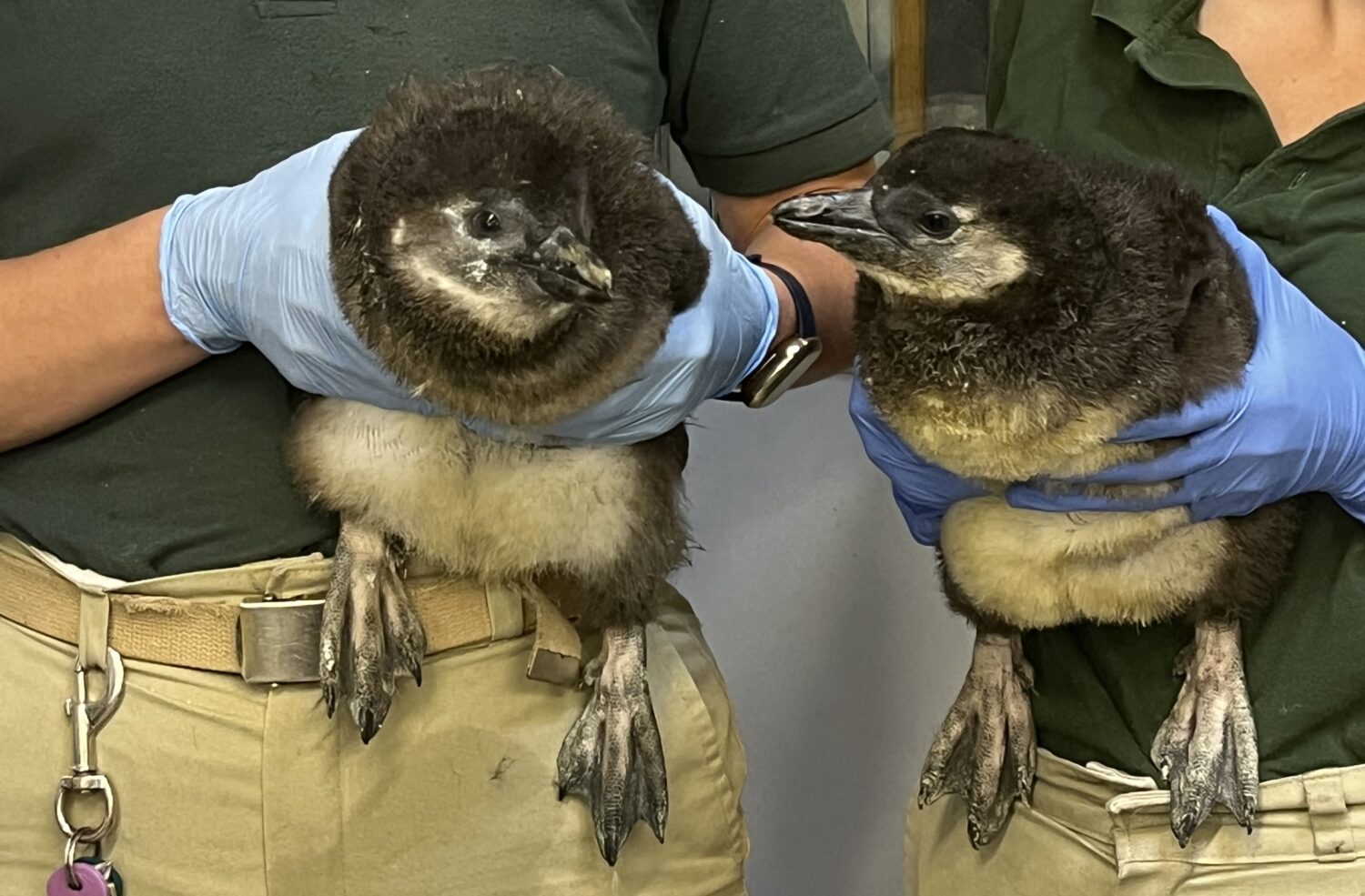 African Penguins | Lincoln Park Zoo