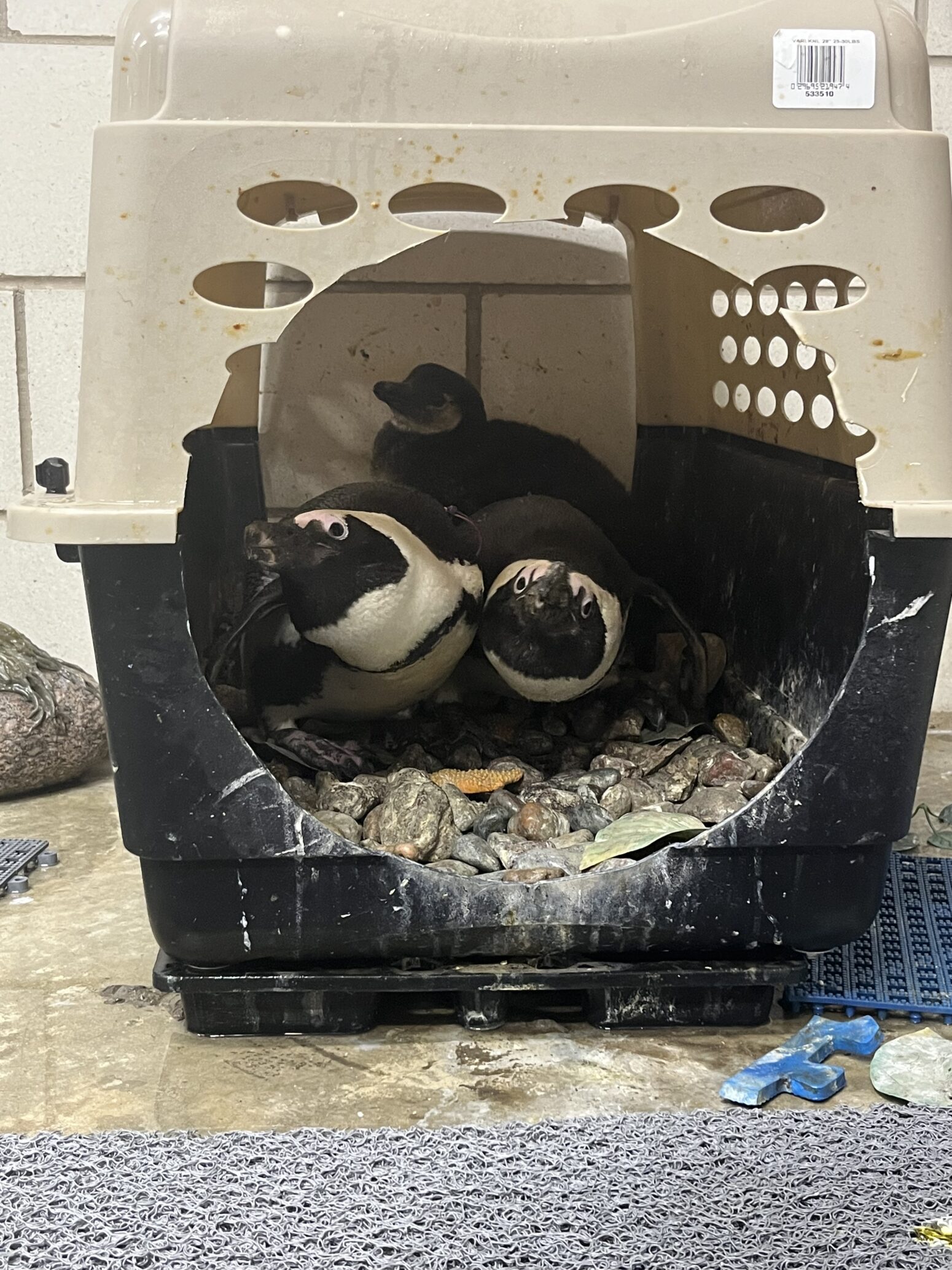 African Penguins | Lincoln Park Zoo
