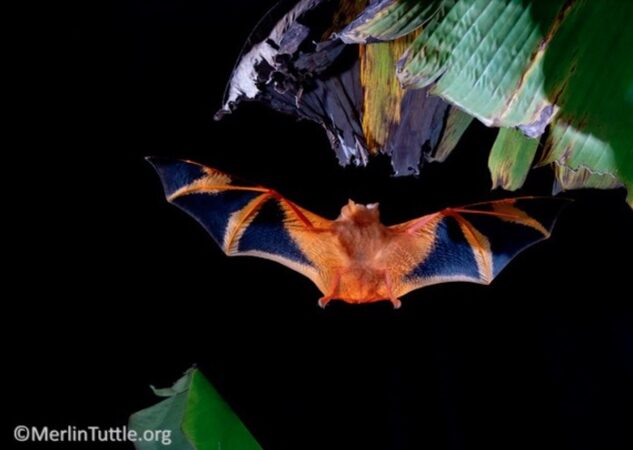 Fighting for Wildlife: Woolly Painted Bats | Lincoln Park Zoo