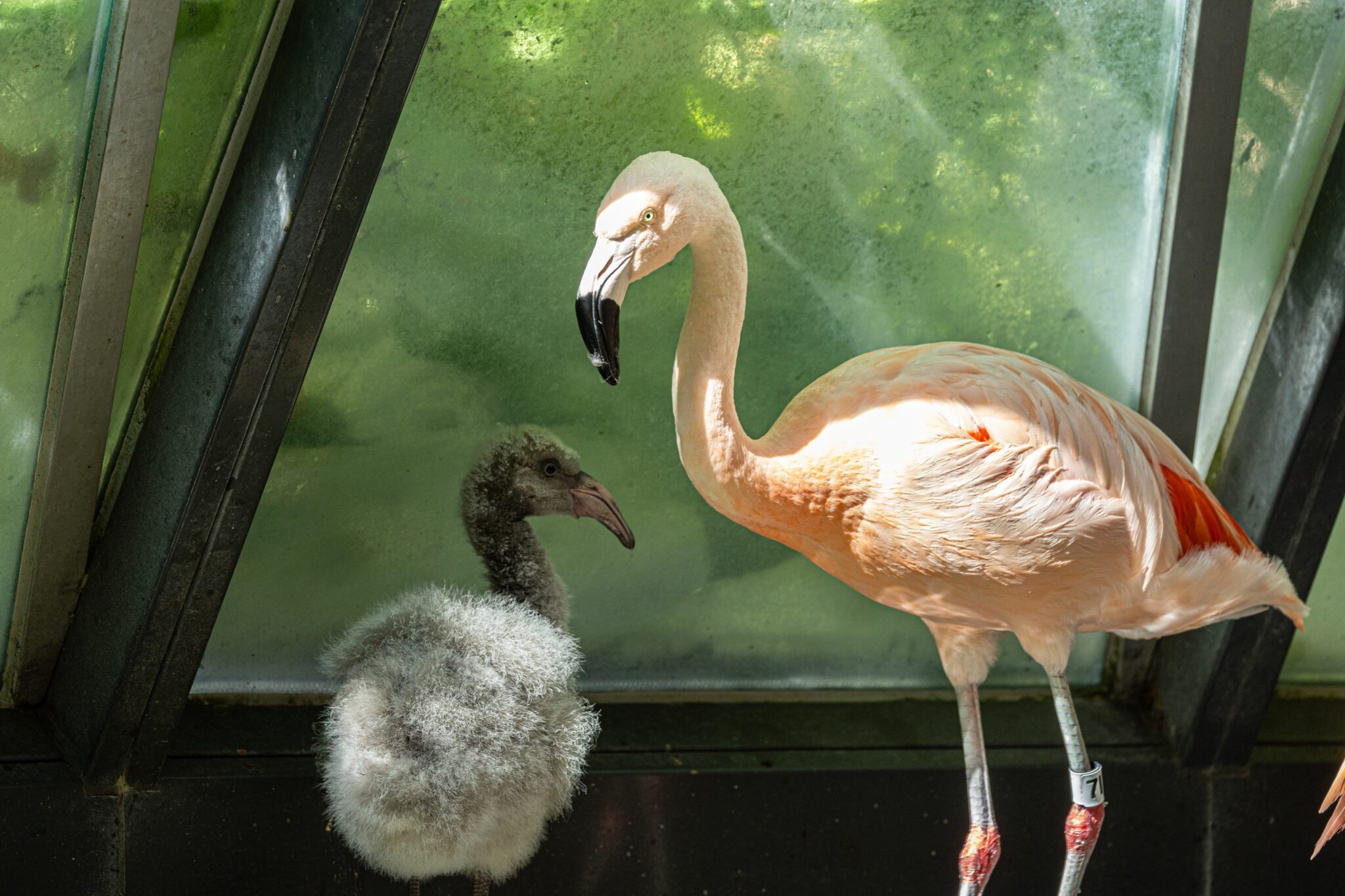 Two Chilean Flamingo Chicks Born at Lincoln Park Zoo | Lincoln Park Zoo