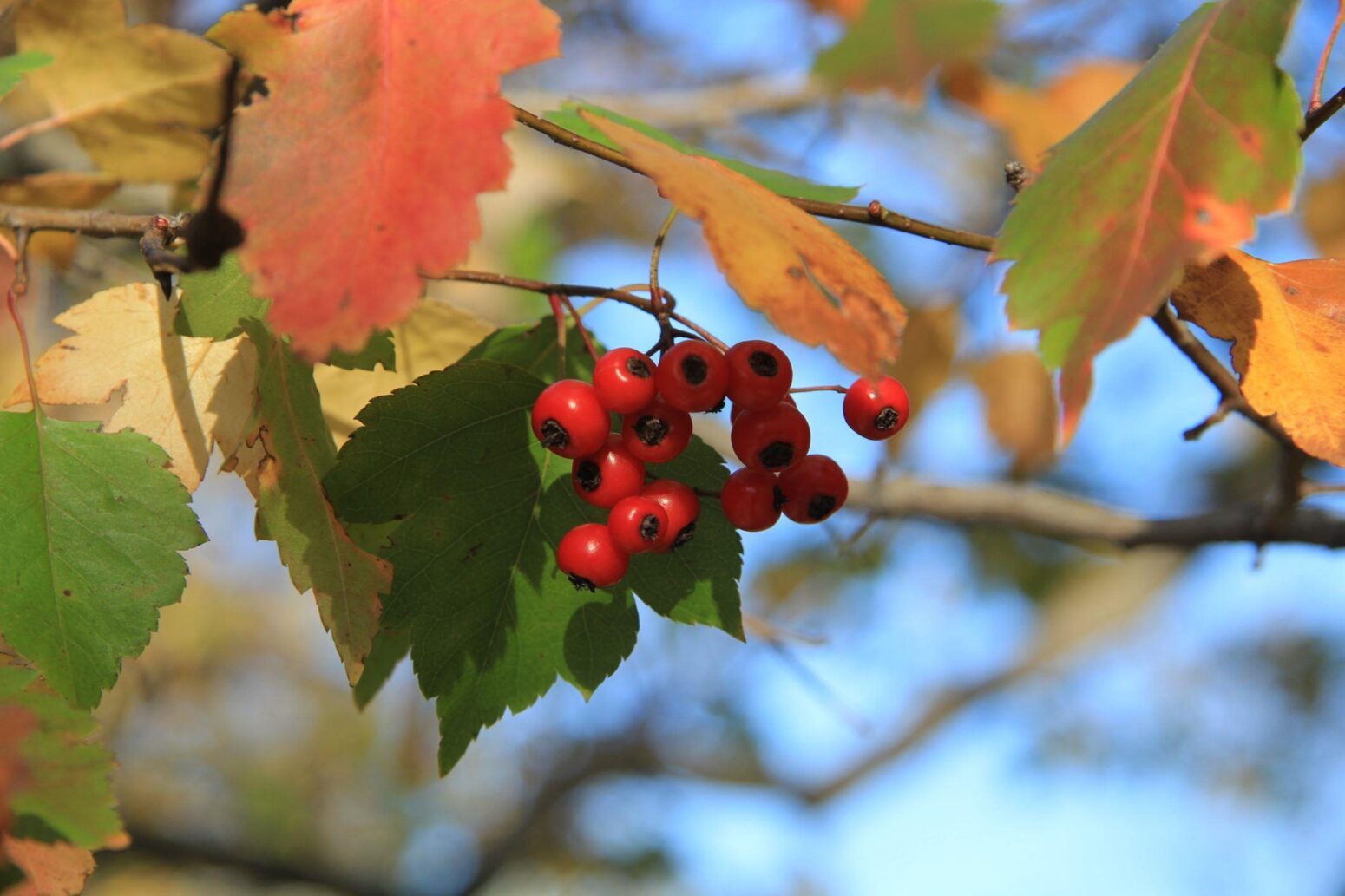 10 Trees and Shrubs at the Zoo That Support Fall Migration | Lincoln ...
