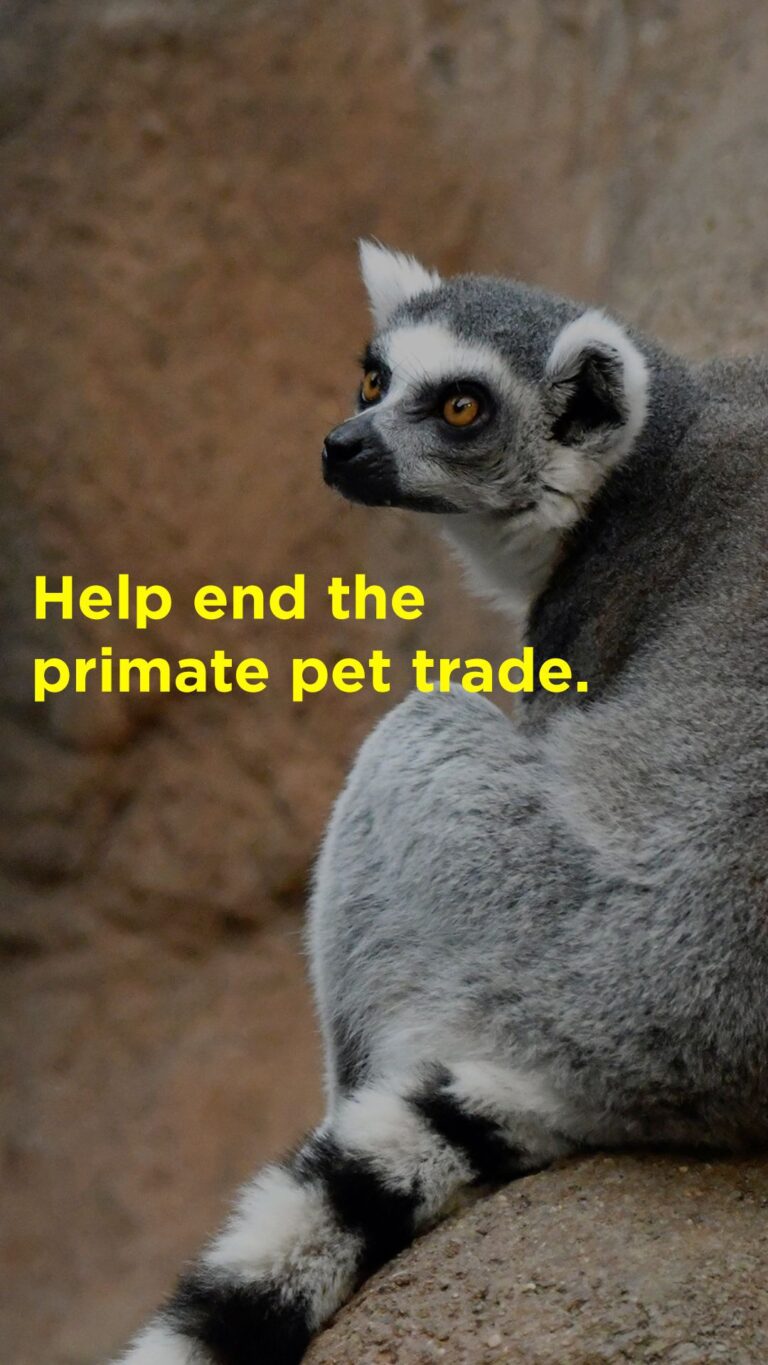 Primates as Pets: By the Numbers | Lincoln Park Zoo