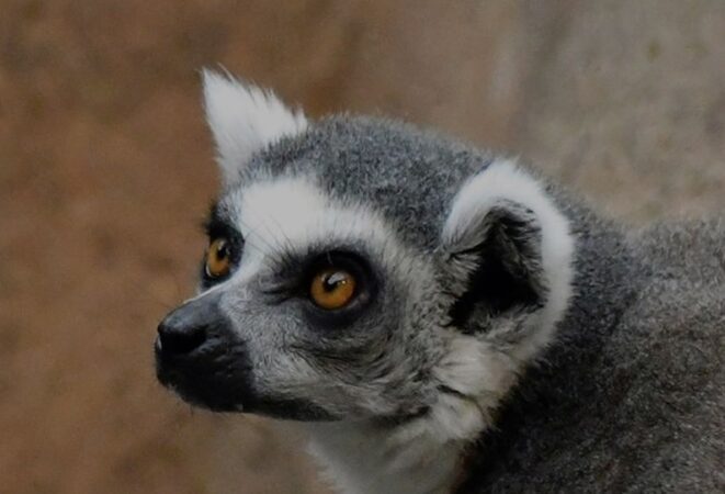 Primates as Pets: By the Numbers | Lincoln Park Zoo