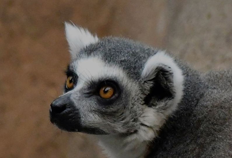 Primate