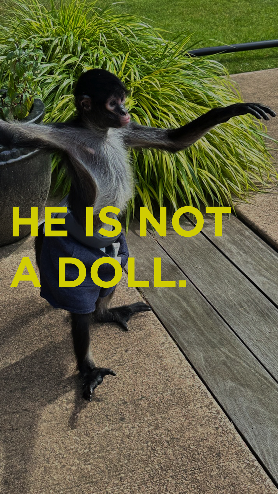 Primates as Pets: By the Numbers | Lincoln Park Zoo