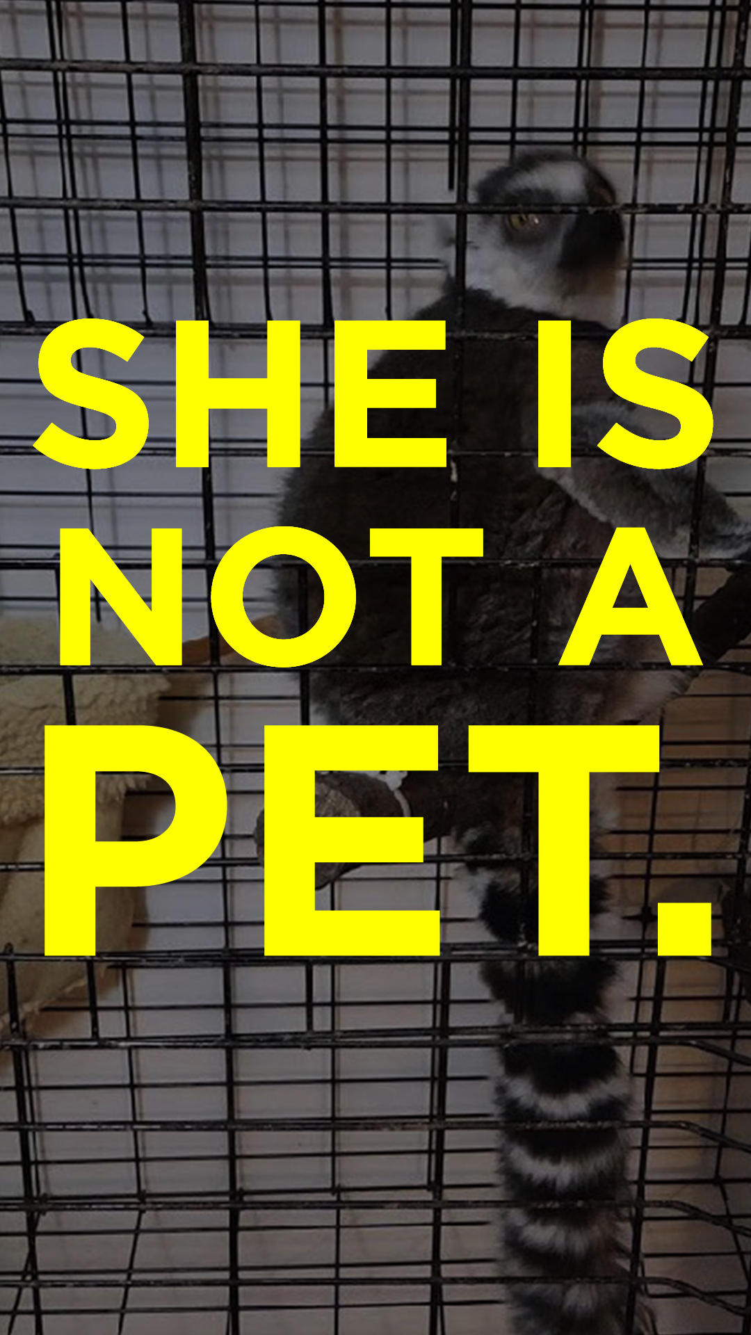 Primates as Pets: By the Numbers | Lincoln Park Zoo