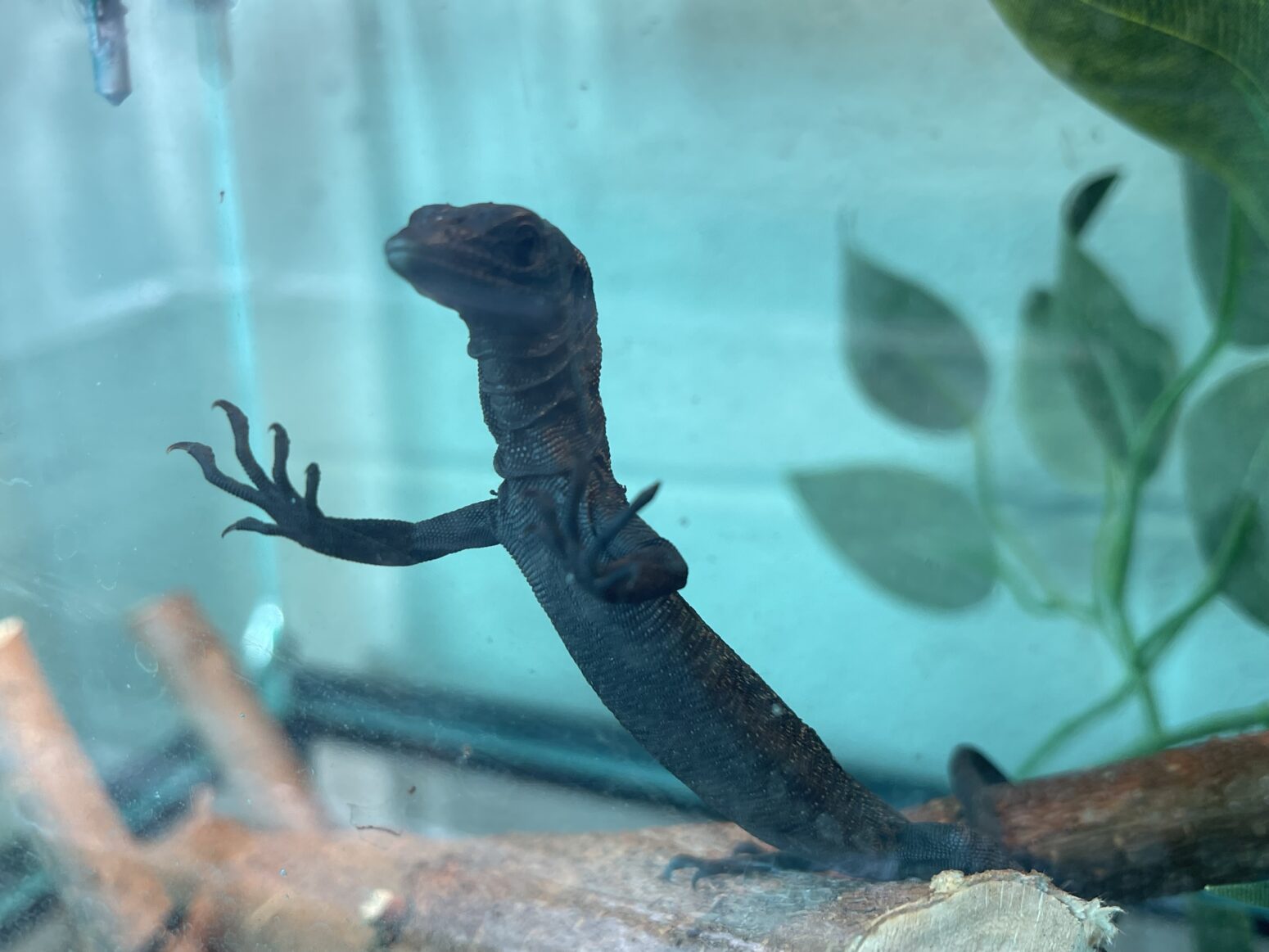 Black Tree Monitors | Lincoln Park Zoo