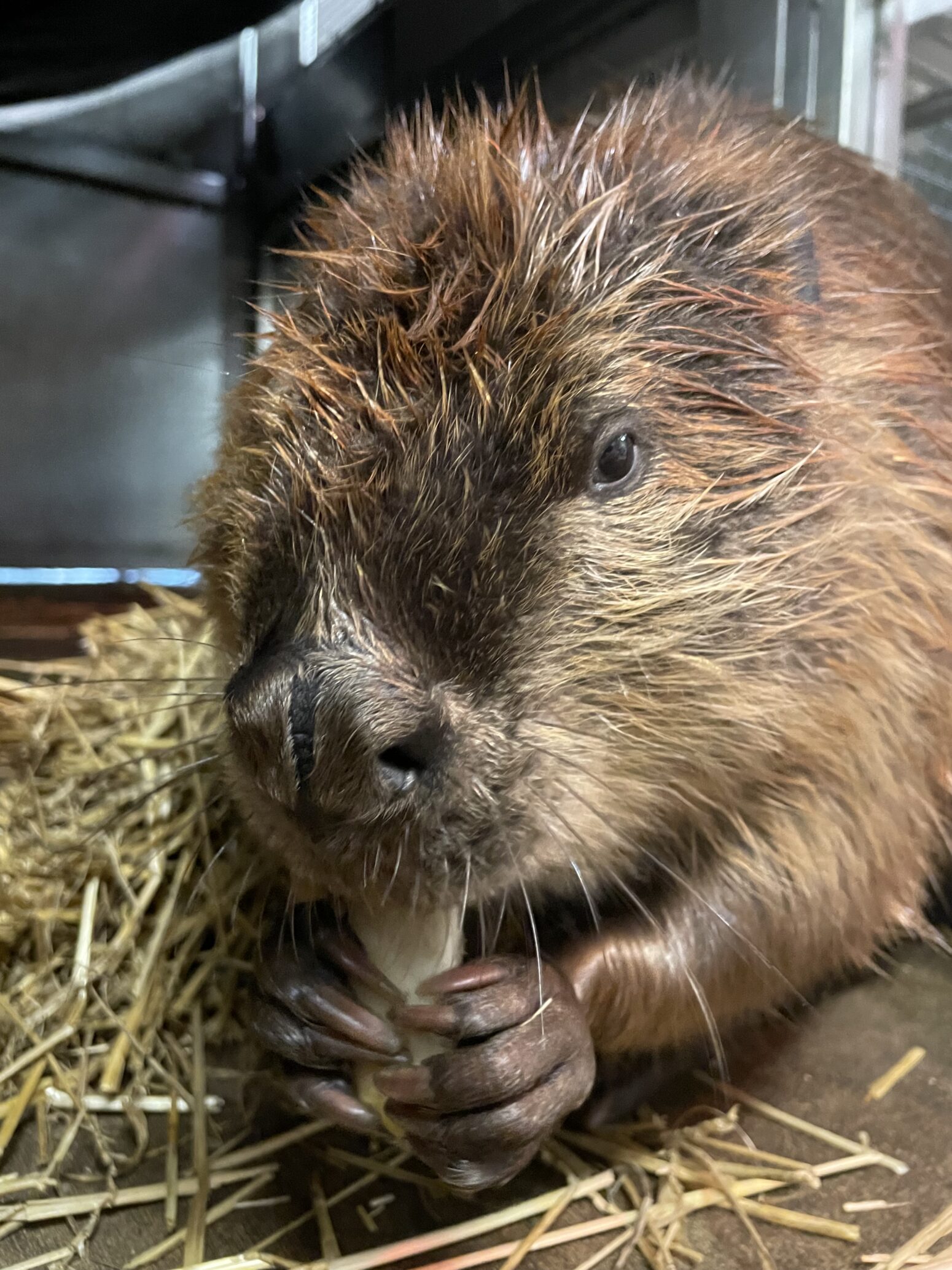 Keeper Tale: Working With Beavers Northwest | Lincoln Park Zoo