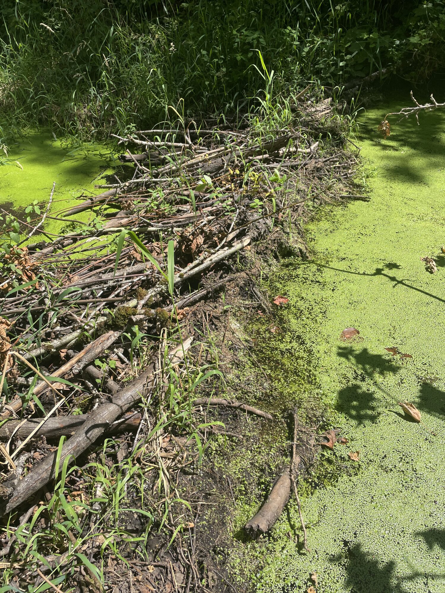 Keeper Tale: Working With Beavers Northwest | Lincoln Park Zoo