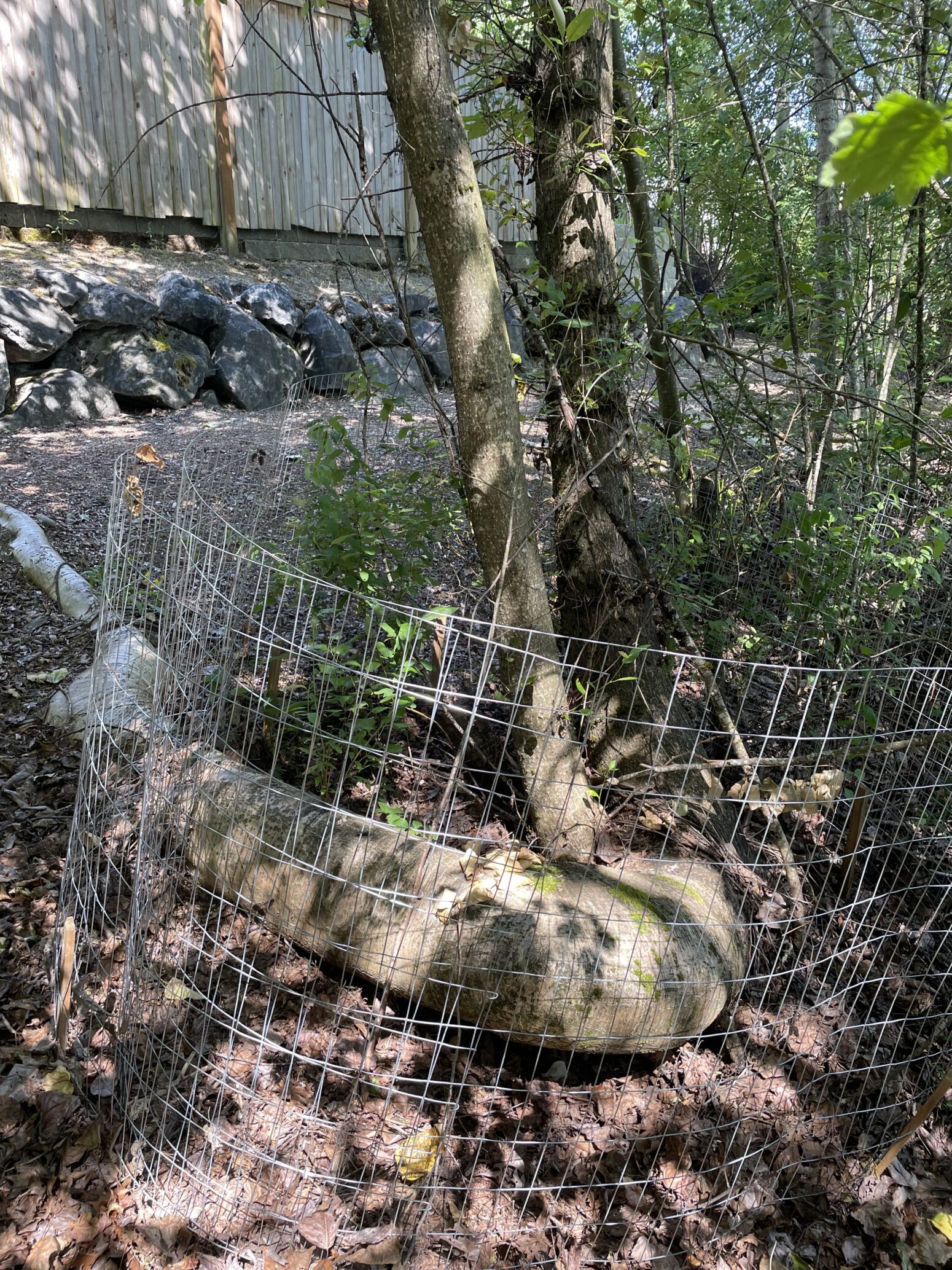 Keeper Tale: Working With Beavers Northwest | Lincoln Park Zoo