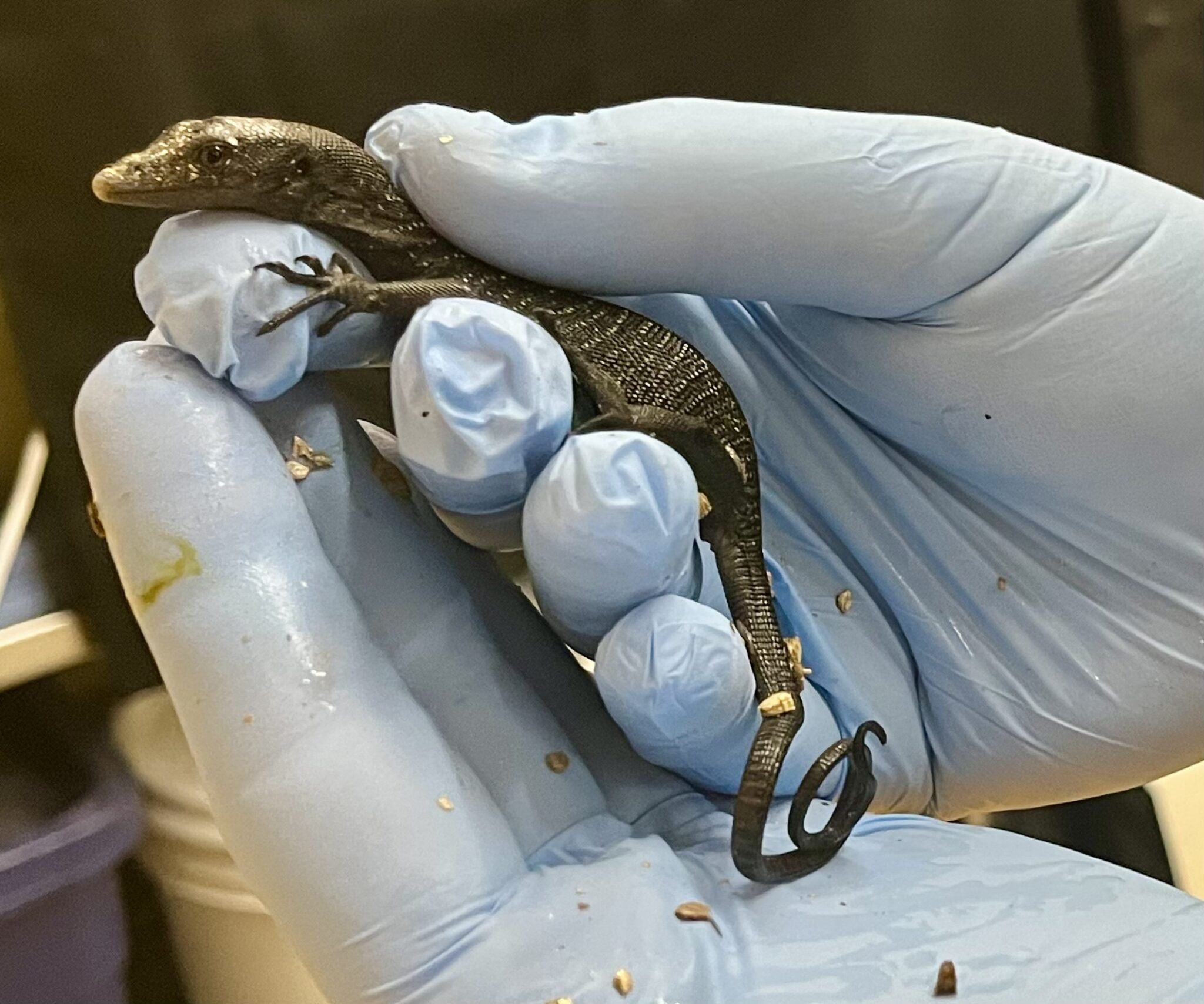 Black Tree Monitors | Lincoln Park Zoo