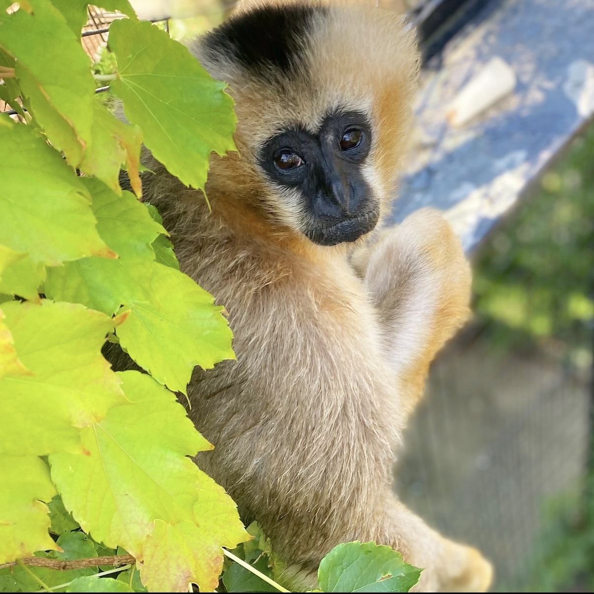Farewell to Burma, the Matriarch of Helen Brach Primate House | Lincoln ...
