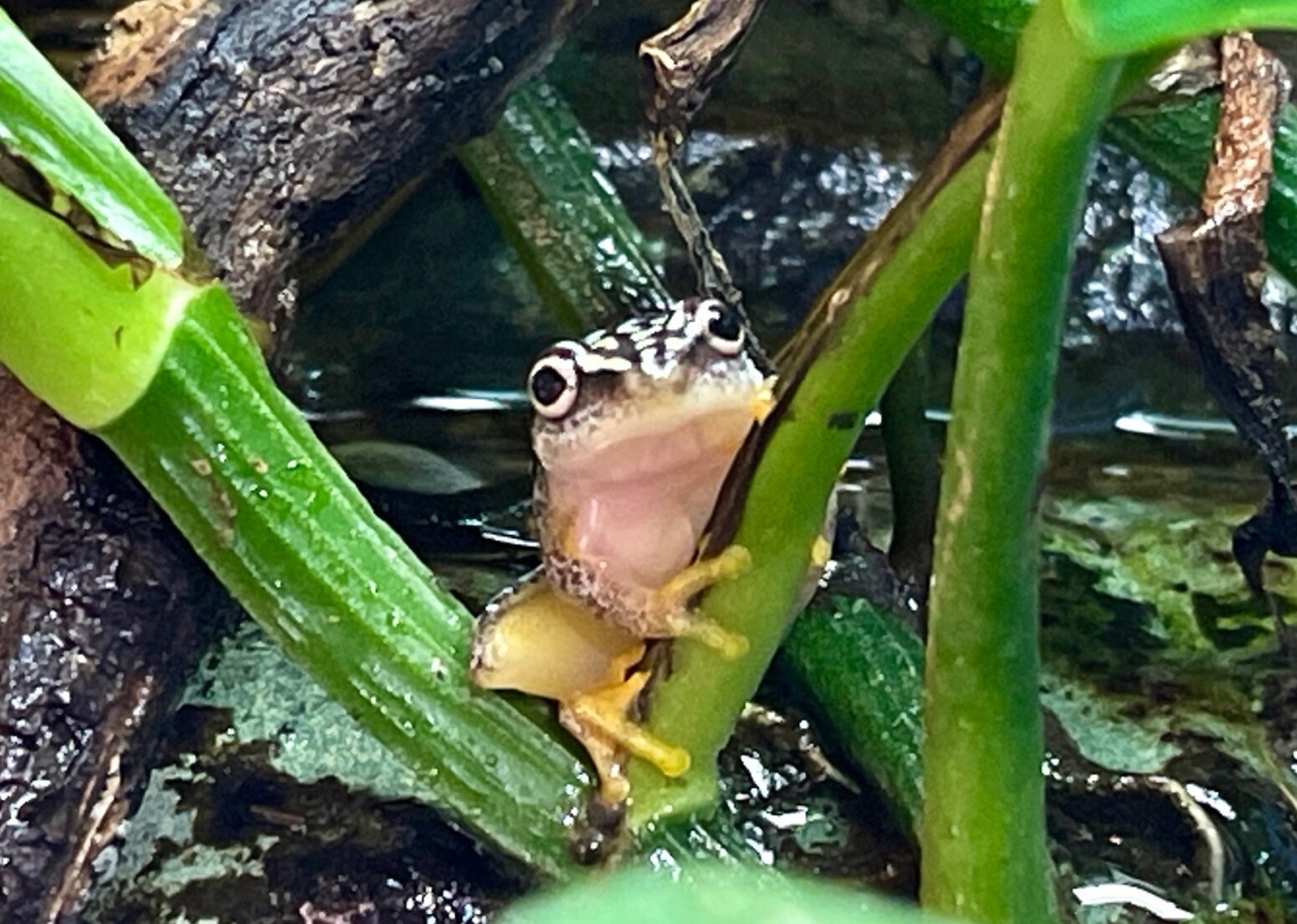 Whitebelly Reed Frogs | Lincoln Park Zoo