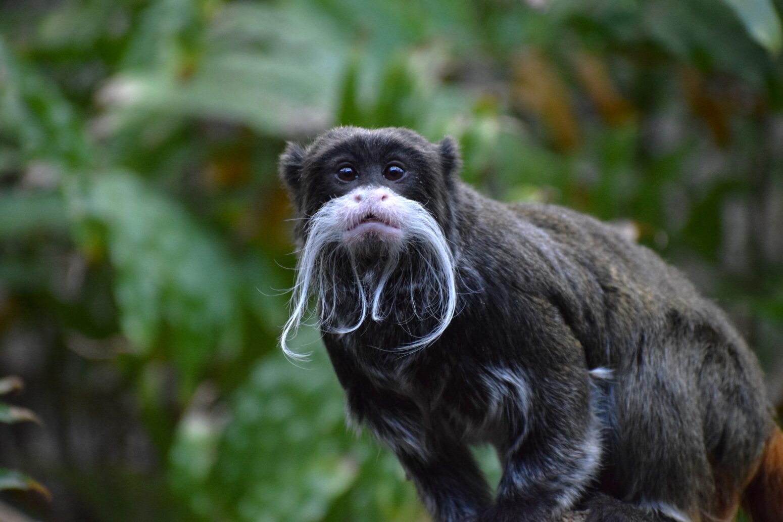 Sal and Feta, Emperor Tamarins | Lincoln Park Zoo