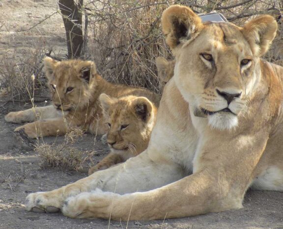 The Movement of Lions: New Hope in the Ngorongoro Crater Area | Lincoln ...