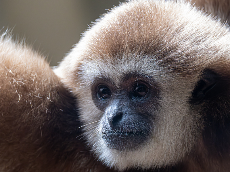 Lar Gibbon | Lincoln Park Zoo