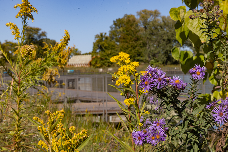 Fall Fest | Lincoln Park Zoo