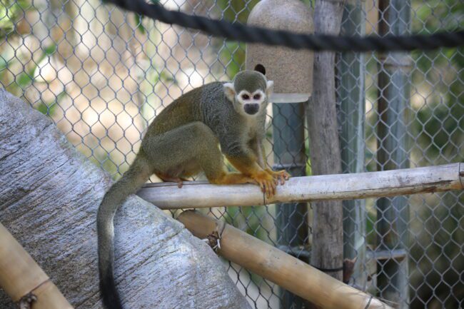 Primate Stories: Toto the Squirrel Monkey at Reid Park Zoo | Lincoln ...