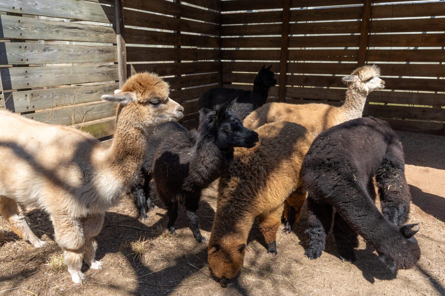 New Arrivals: Alpacas | Lincoln Park Zoo