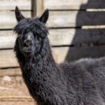Alpaca | Lincoln Park Zoo