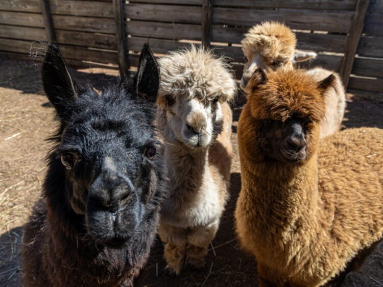 Alpaca | Lincoln Park Zoo