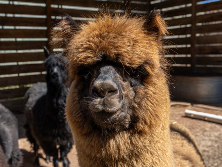 Alpaca | Lincoln Park Zoo