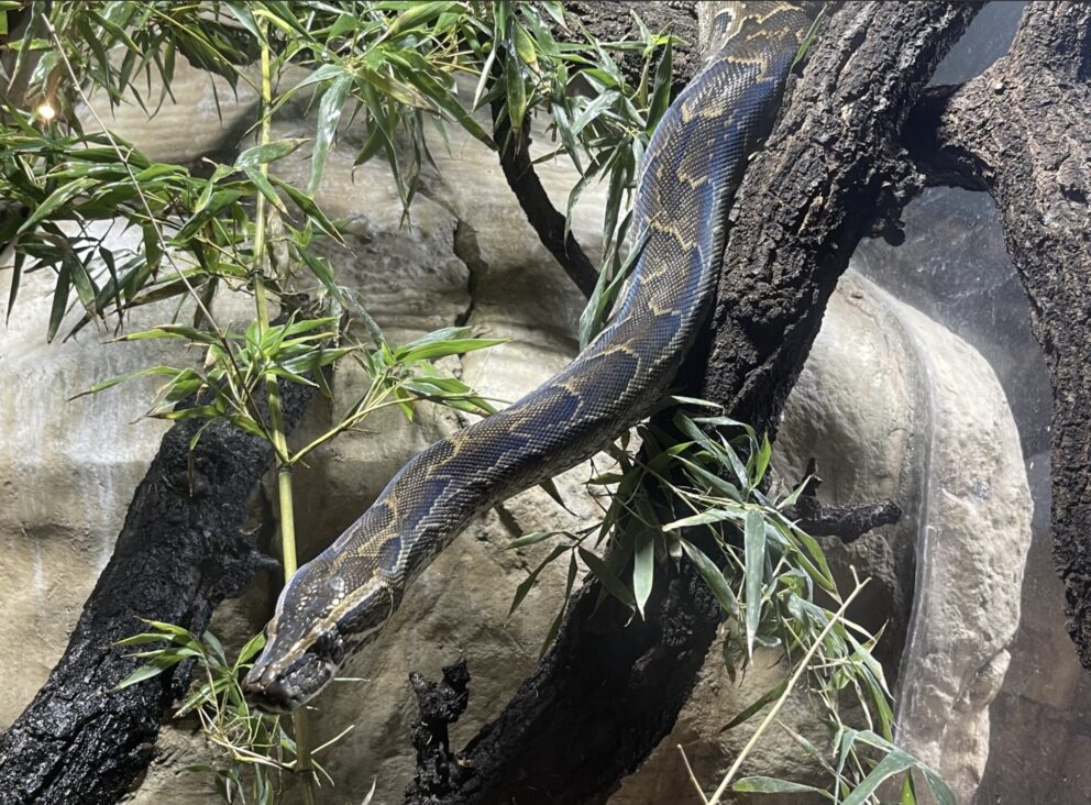 9 Myths About Snakes | Lincoln Park Zoo