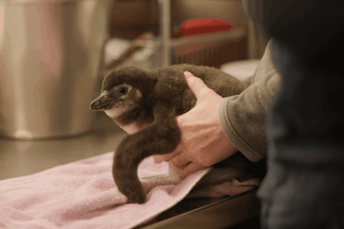 New Arrival: African Penguin Chick | Lincoln Park Zoo